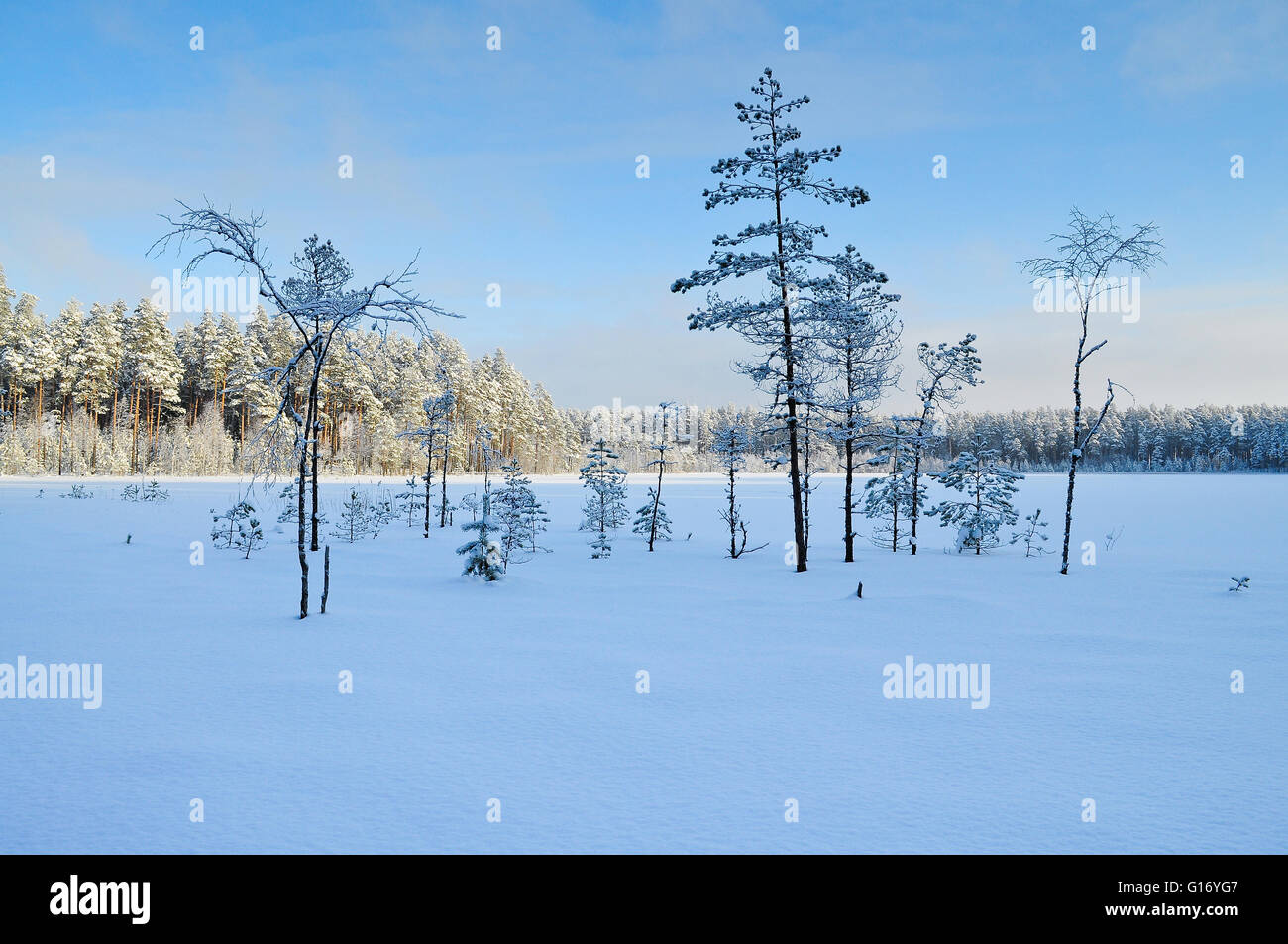 Trees near the wintry lake Stock Photo - Alamy