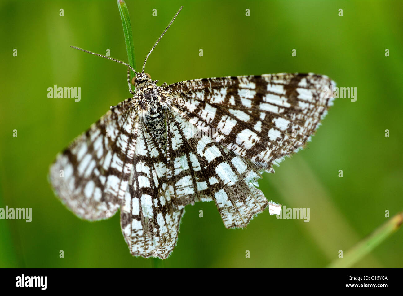 Day flying moths hi-res stock photography and images - Alamy