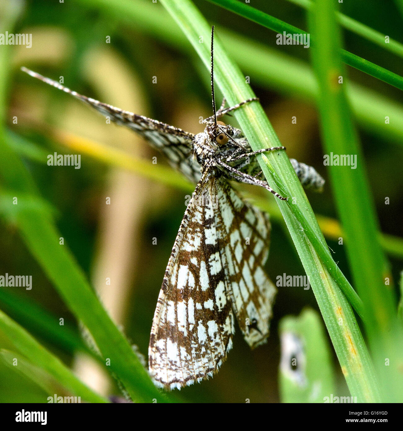 Latticed heath (Semiothisa clathrata) day-flying moth on grass. British ...