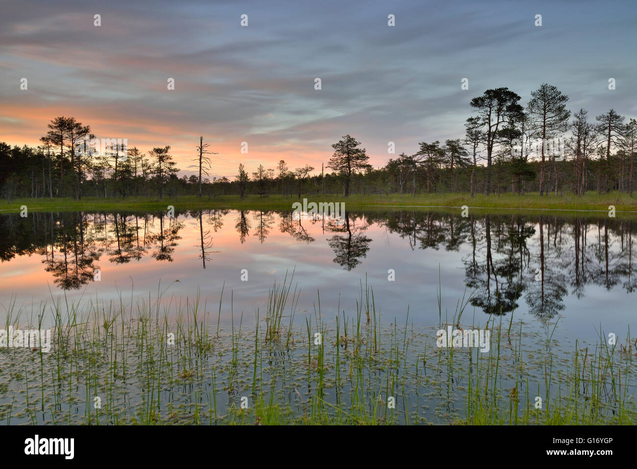 Evening at the bog pool Stock Photo - Alamy