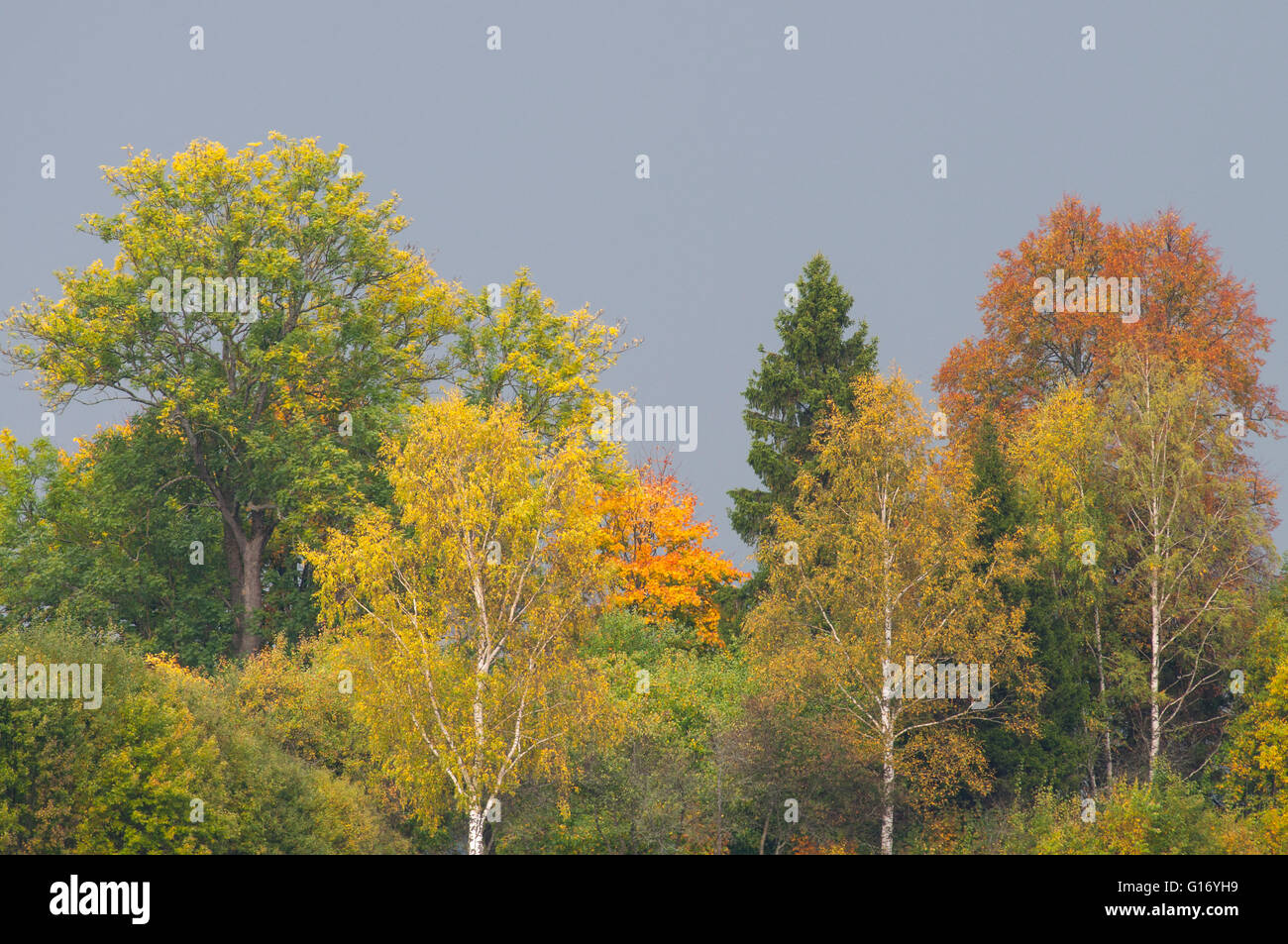 Trees color colorful hi-res stock photography and images - Alamy