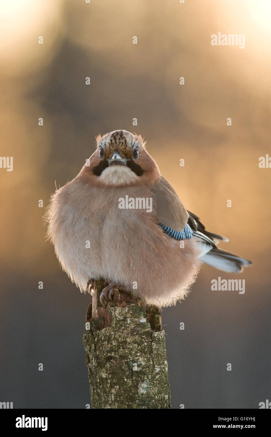 European Jay in the evening light Stock Photo - Alamy
