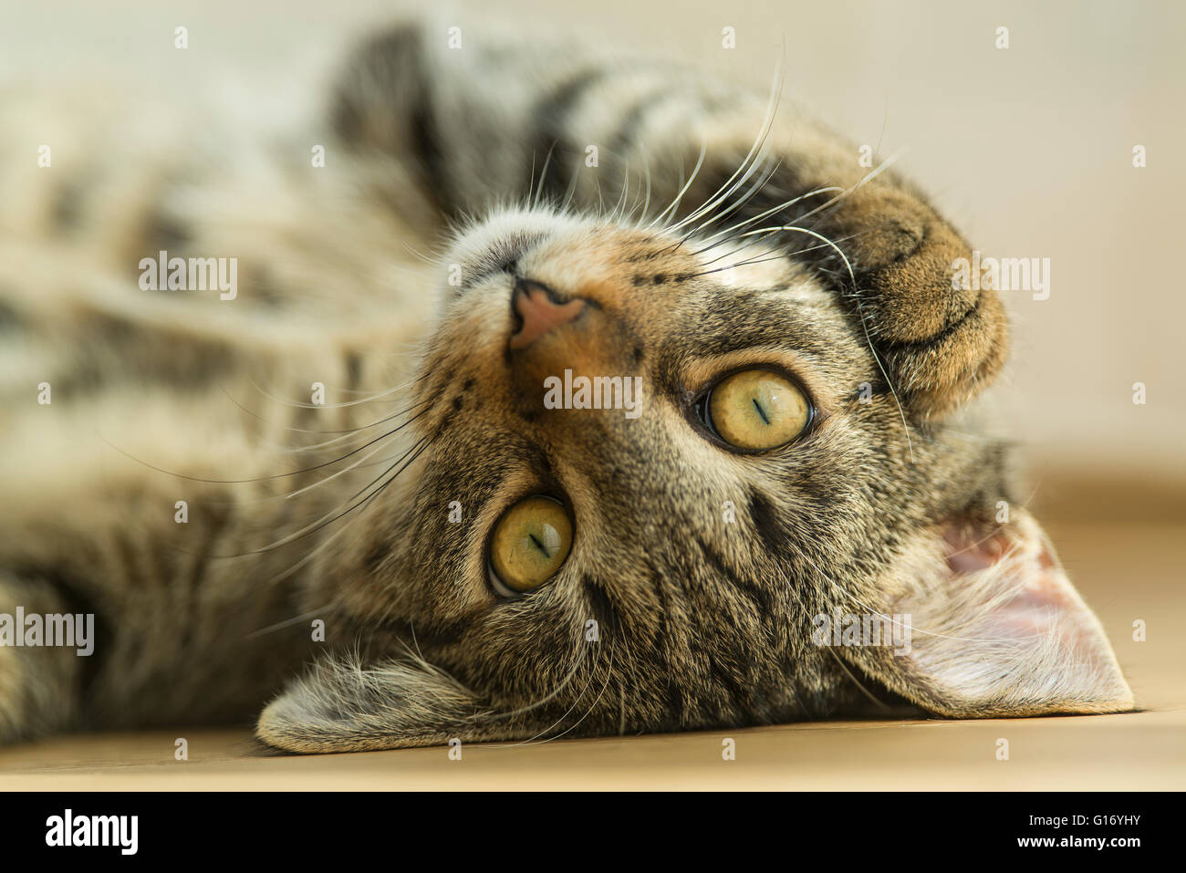 Portrait of a kitten Stock Photo - Alamy