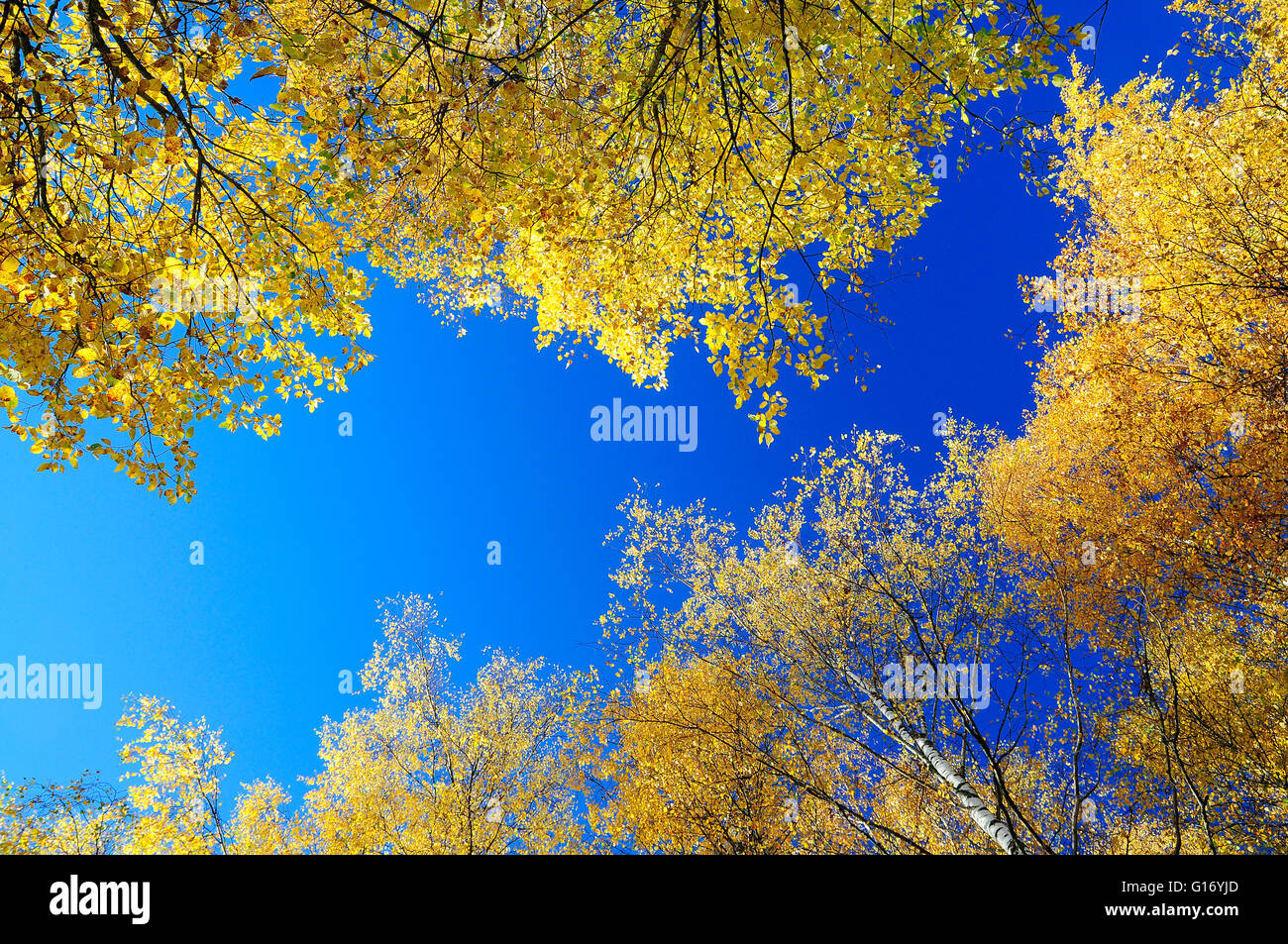 Yellow treetops in the birch forest in autumn Stock Photo - Alamy
