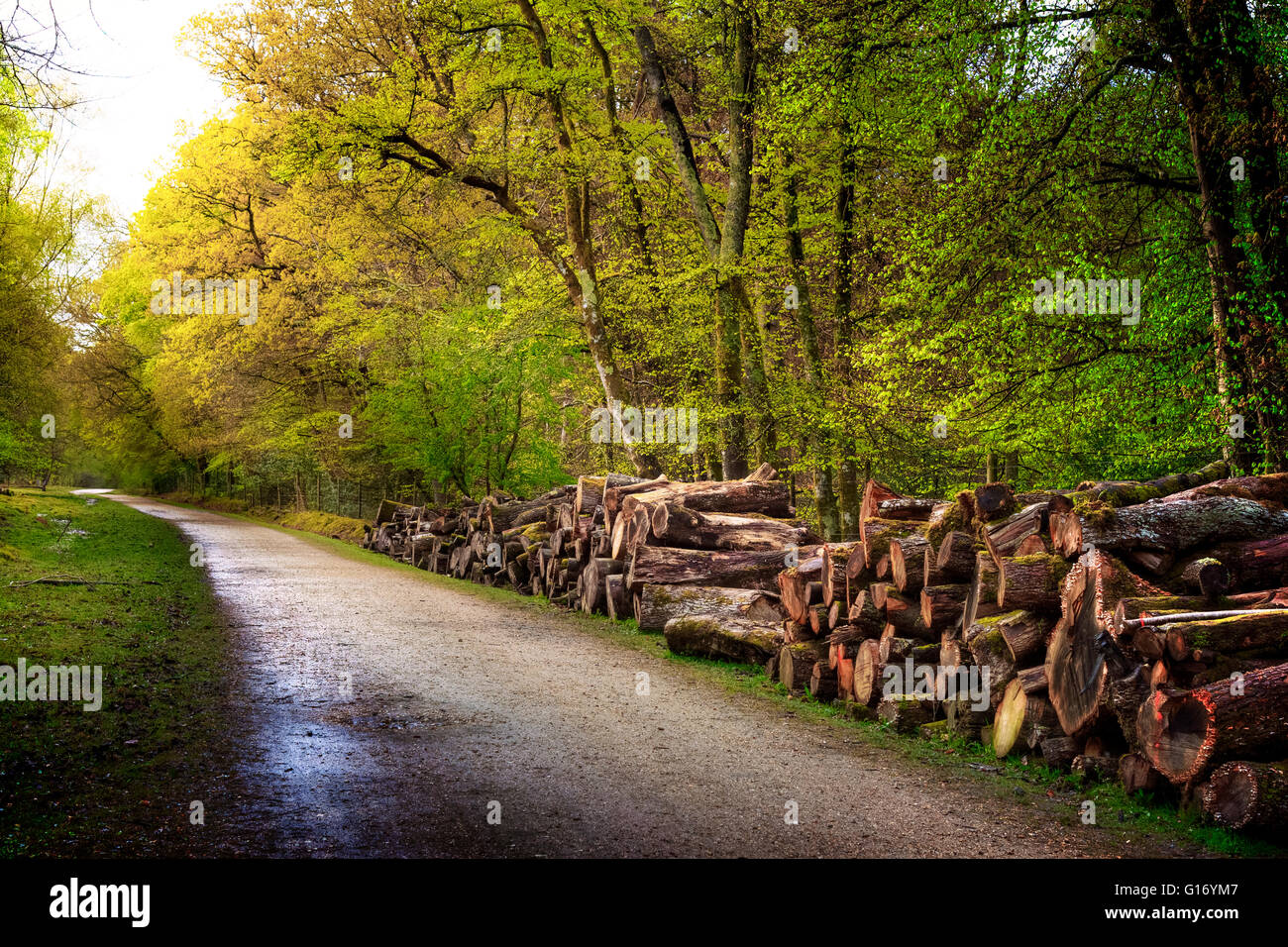 Beechen woods hi-res stock photography and images - Alamy