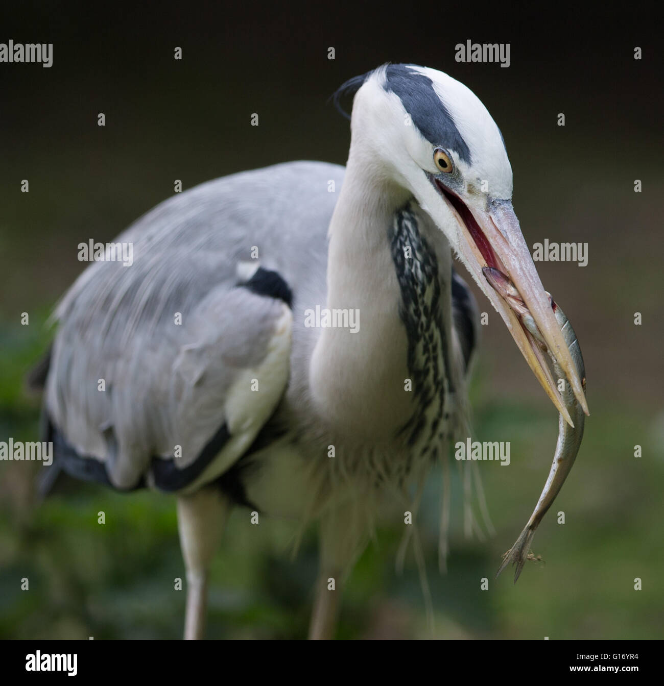 Dangling from mouth hi-res stock photography and images - Alamy