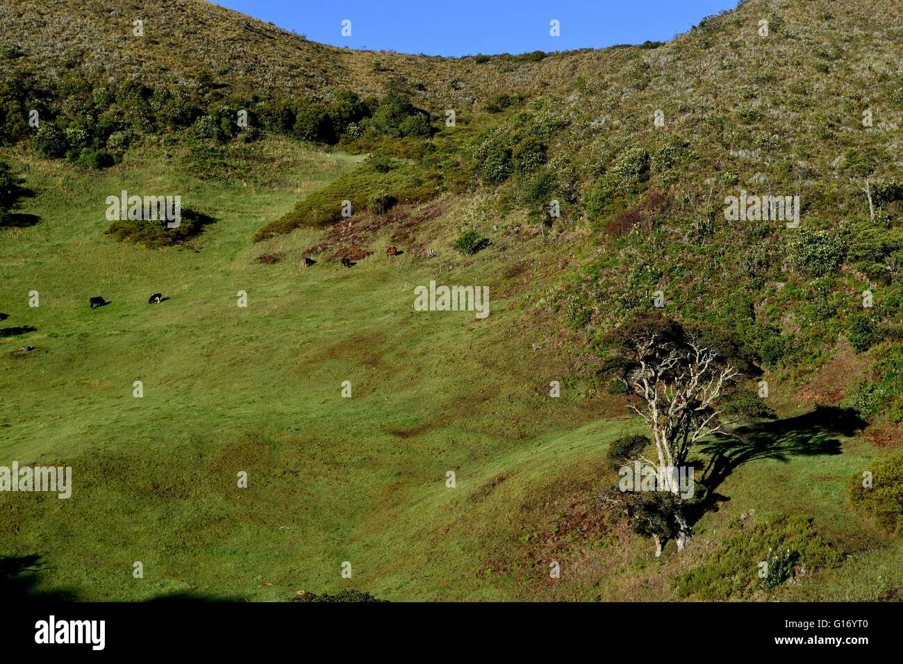 Landscape in Sapalache " Las Huaringas " - HUANCABAMBA.. Department of ...
