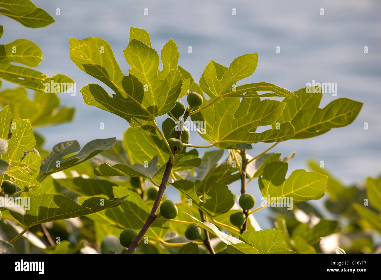 Fig trees with several green fruits figs on the branches Stock Photo ...