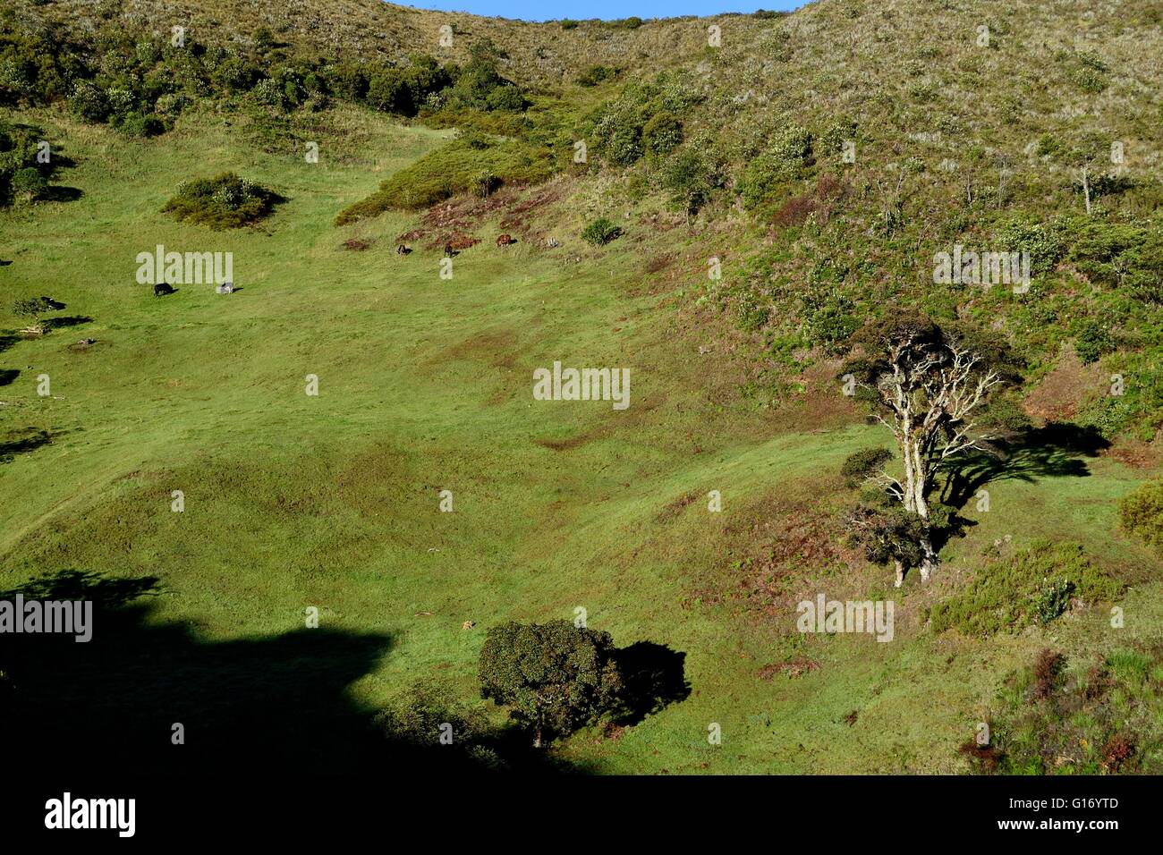 Landscape in Sapalache " Las Huaringas " - HUANCABAMBA.. Department of ...