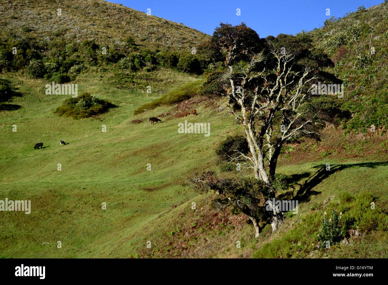 Landscape in Sapalache " Las Huaringas " - HUANCABAMBA.. Department of ...