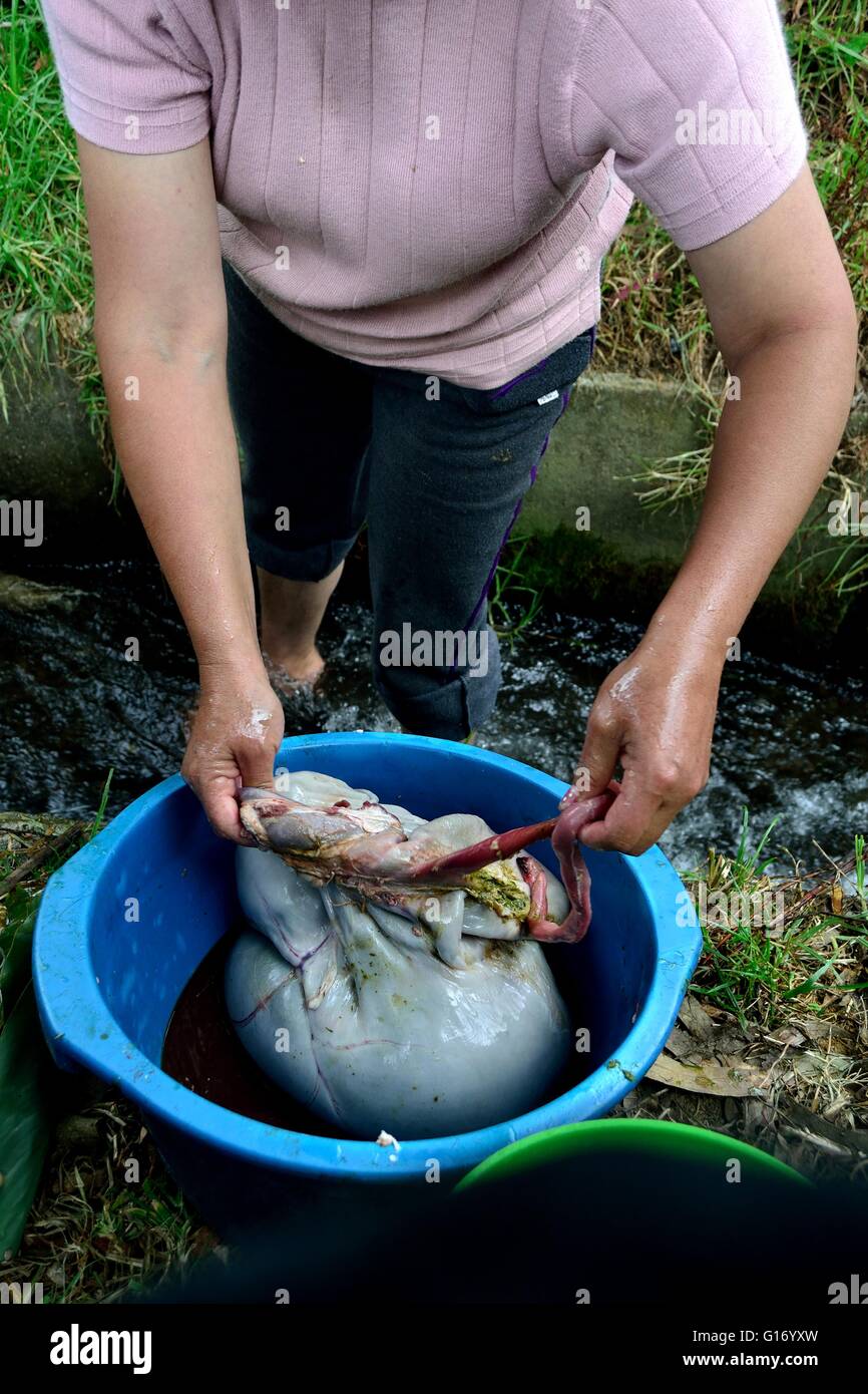 Farmer cleaning sheep intestines in Pulun " Las Huaringas ...