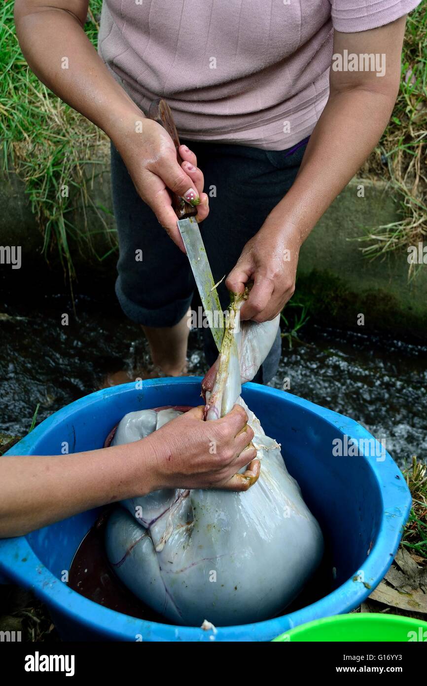 Farmer cleaning sheep intestines in Pulun " Las Huaringas ...