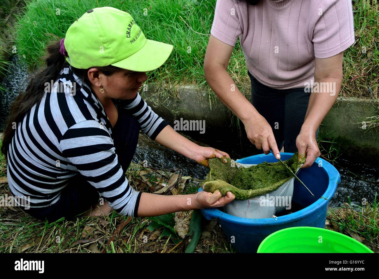 Farmer cleaning sheep intestines in Pulun " Las Huaringas ...