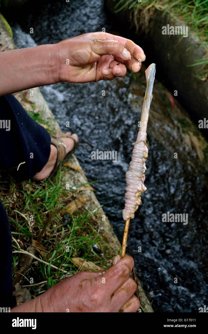 Farmer cleaning sheep intestines in Pulun " Las Huaringas ...