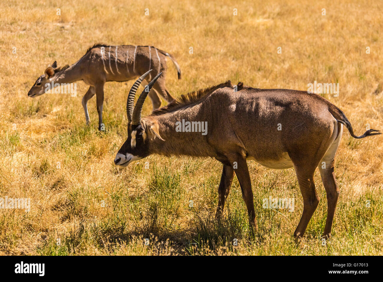 scimitar oryx in a field Stock Photo - Alamy