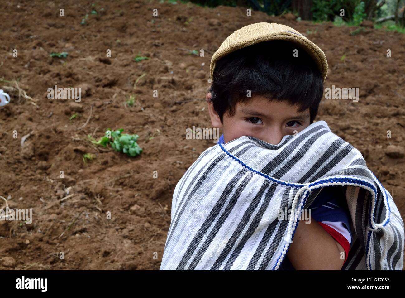 Plantation in Pulun " Las Huaringas " - HUANCABAMBA.. Department of ...