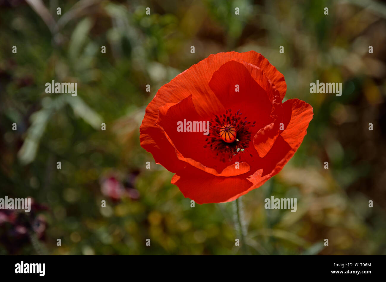 A red flower of the wild poppy is against the blurred green background ...