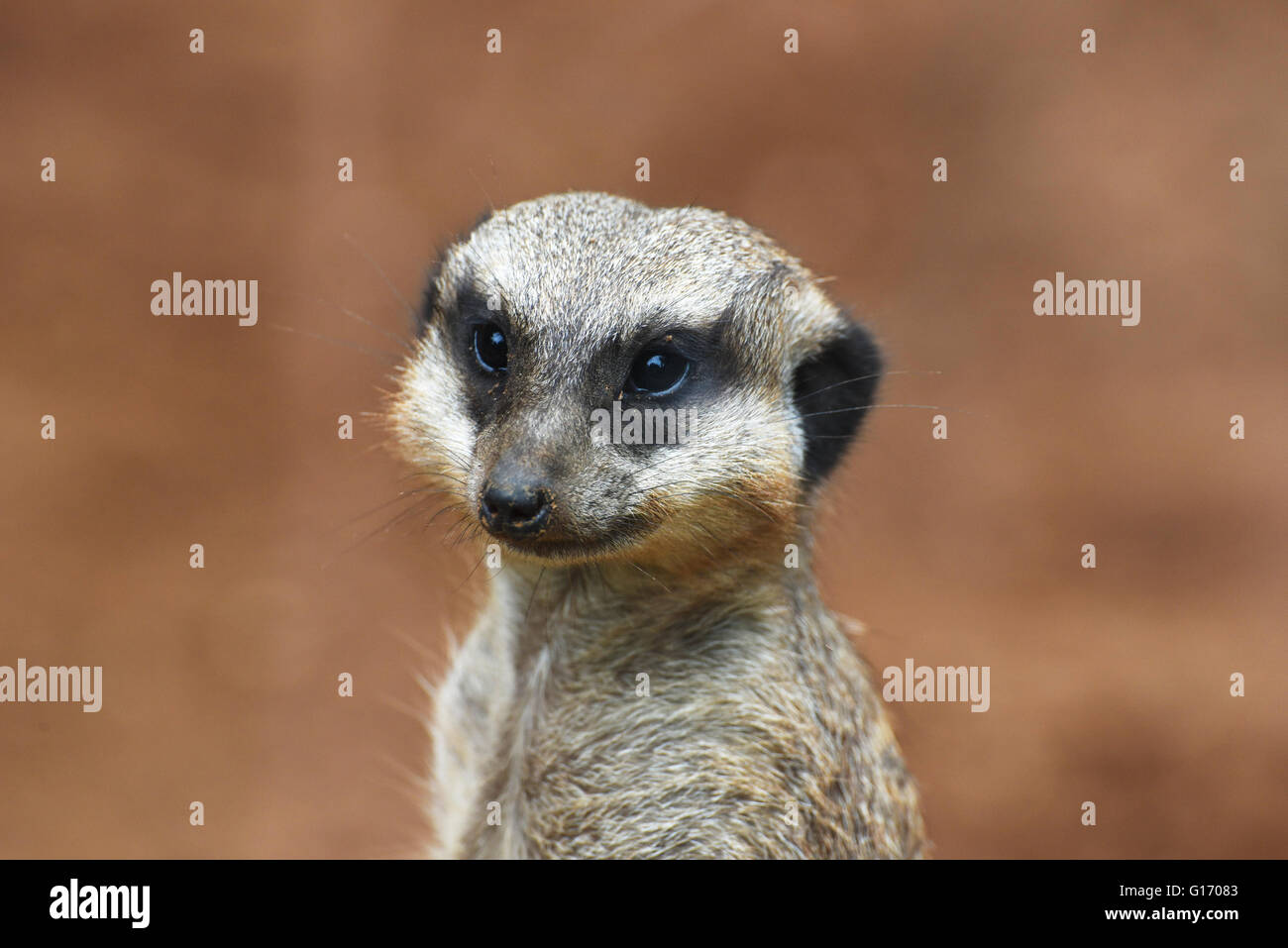 Meerkat one hi-res stock photography and images - Alamy