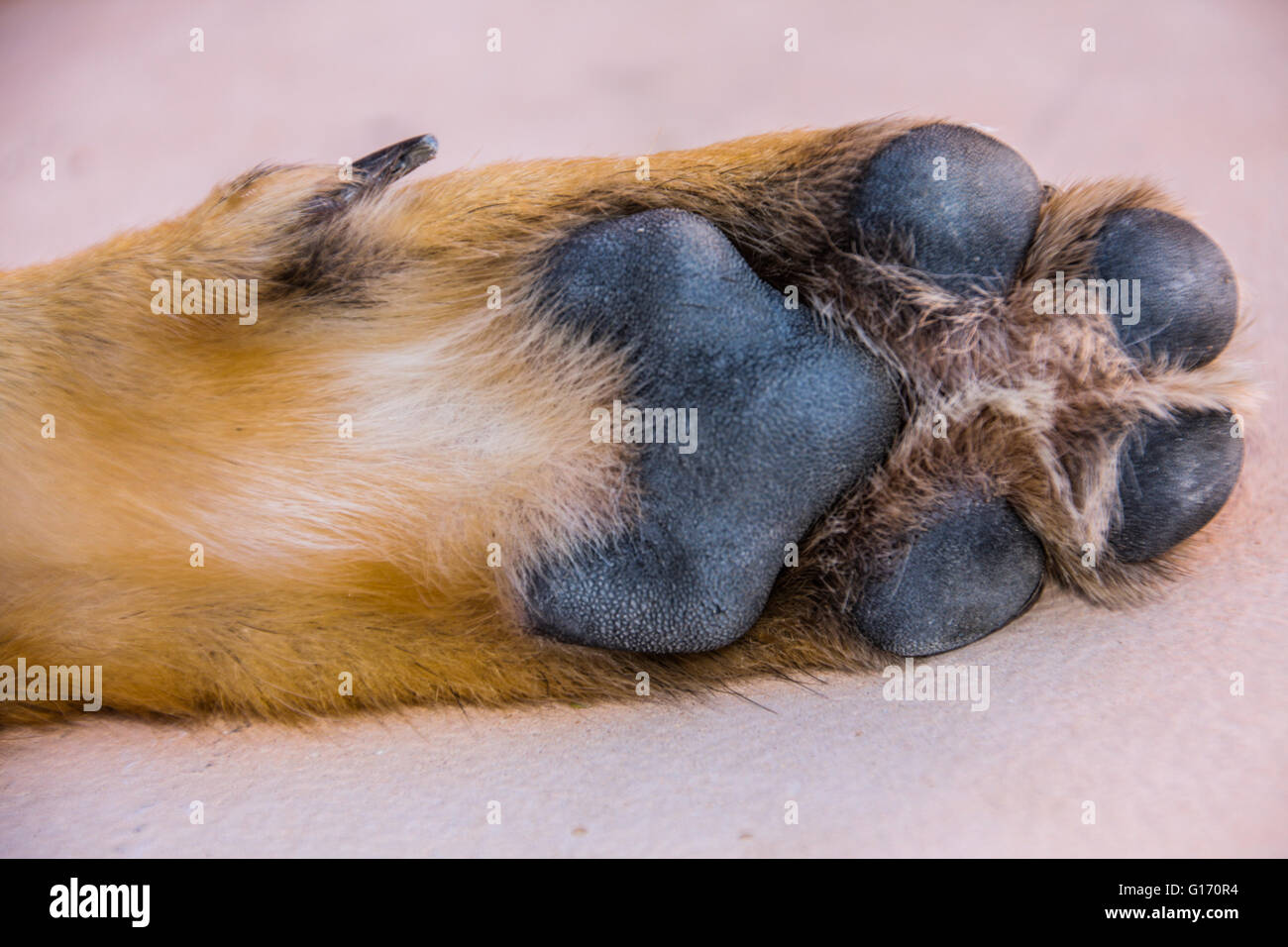 Pet paw close up Stock Photo - Alamy