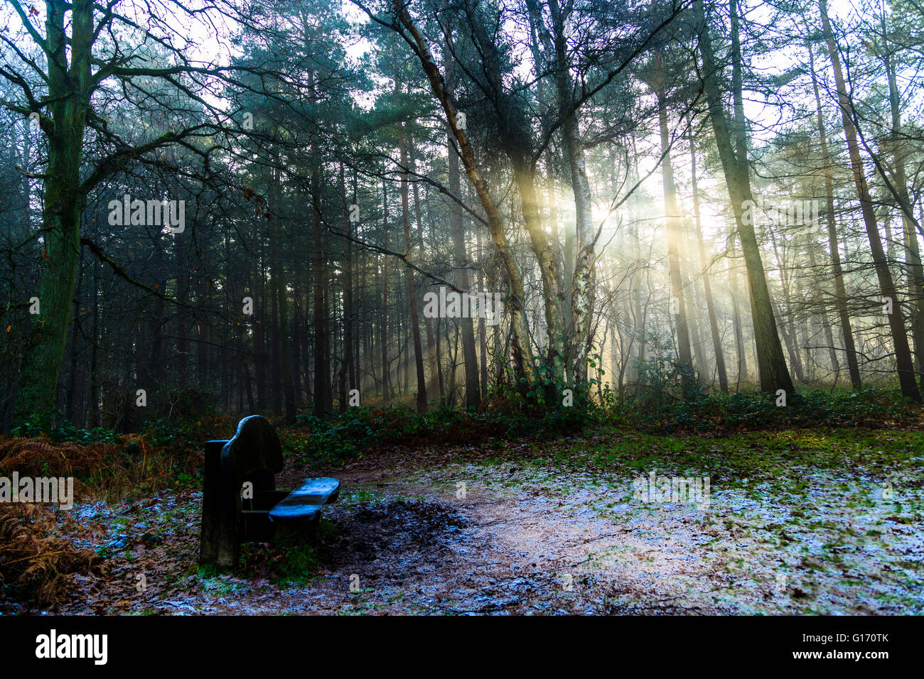 Rays of light coming through trees hi-res stock photography and images ...