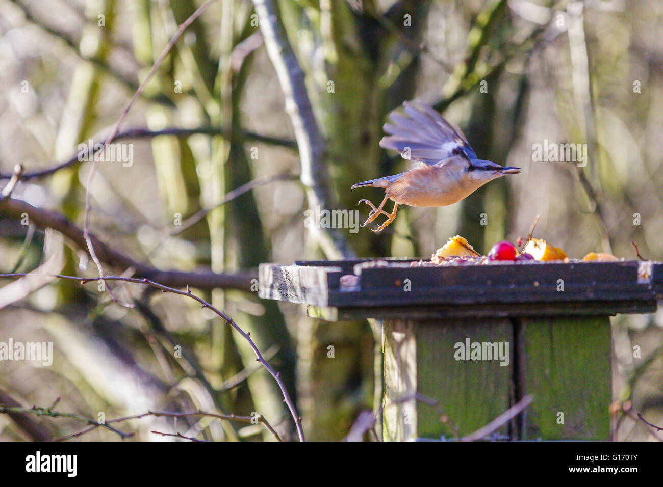 A Nuthatch flying over a bird table Stock Photo - Alamy