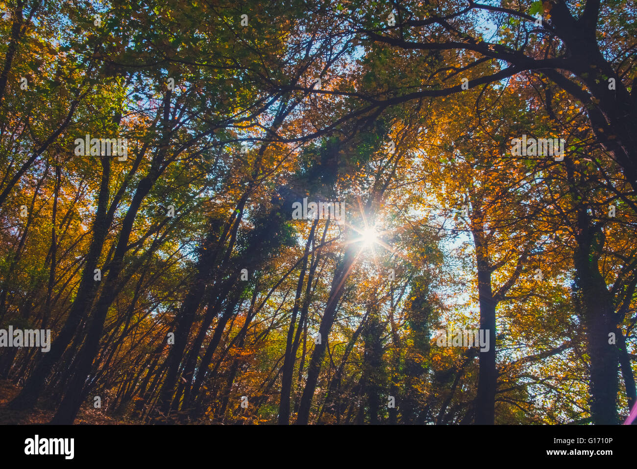 Colorful woods and forest in autumn Stock Photo - Alamy