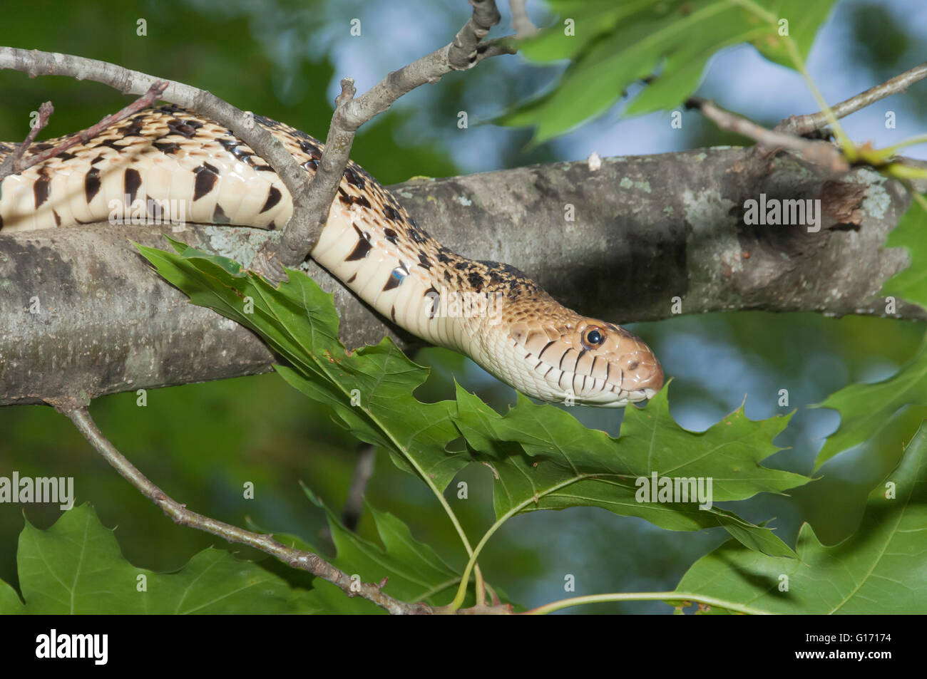 Northern pine snake, Pituophis melanoleucus melanoleucus, native to ...