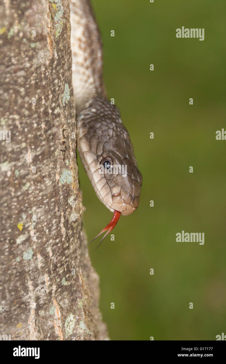 Texas rat snake, Elaphe obsoleta lindheimeri, native to Texas ...