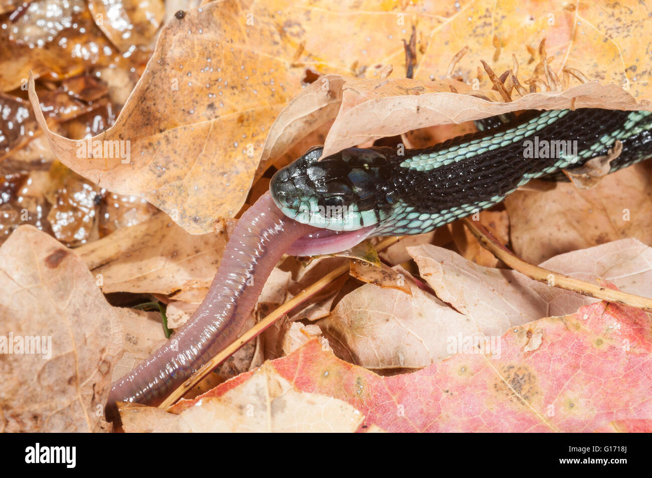 Puget Sound garter snake, Thamnophis sirtalis pickeringii; native to NW ...