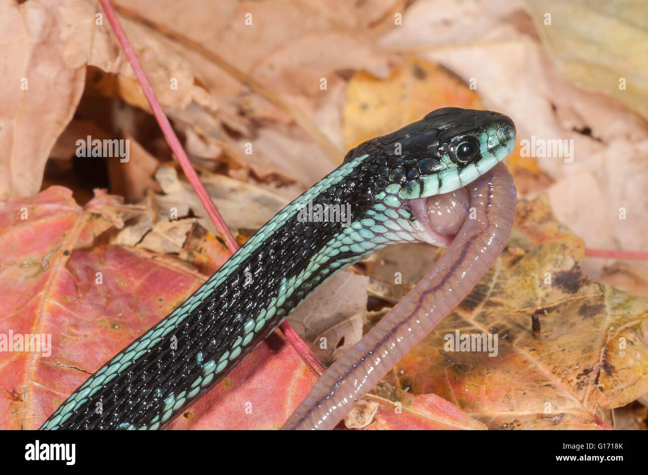 Puget sound garter snake hi-res stock photography and images - Alamy