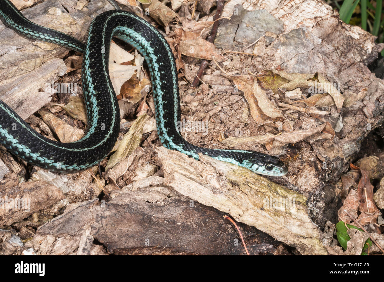 Puget Sound Garter Snake