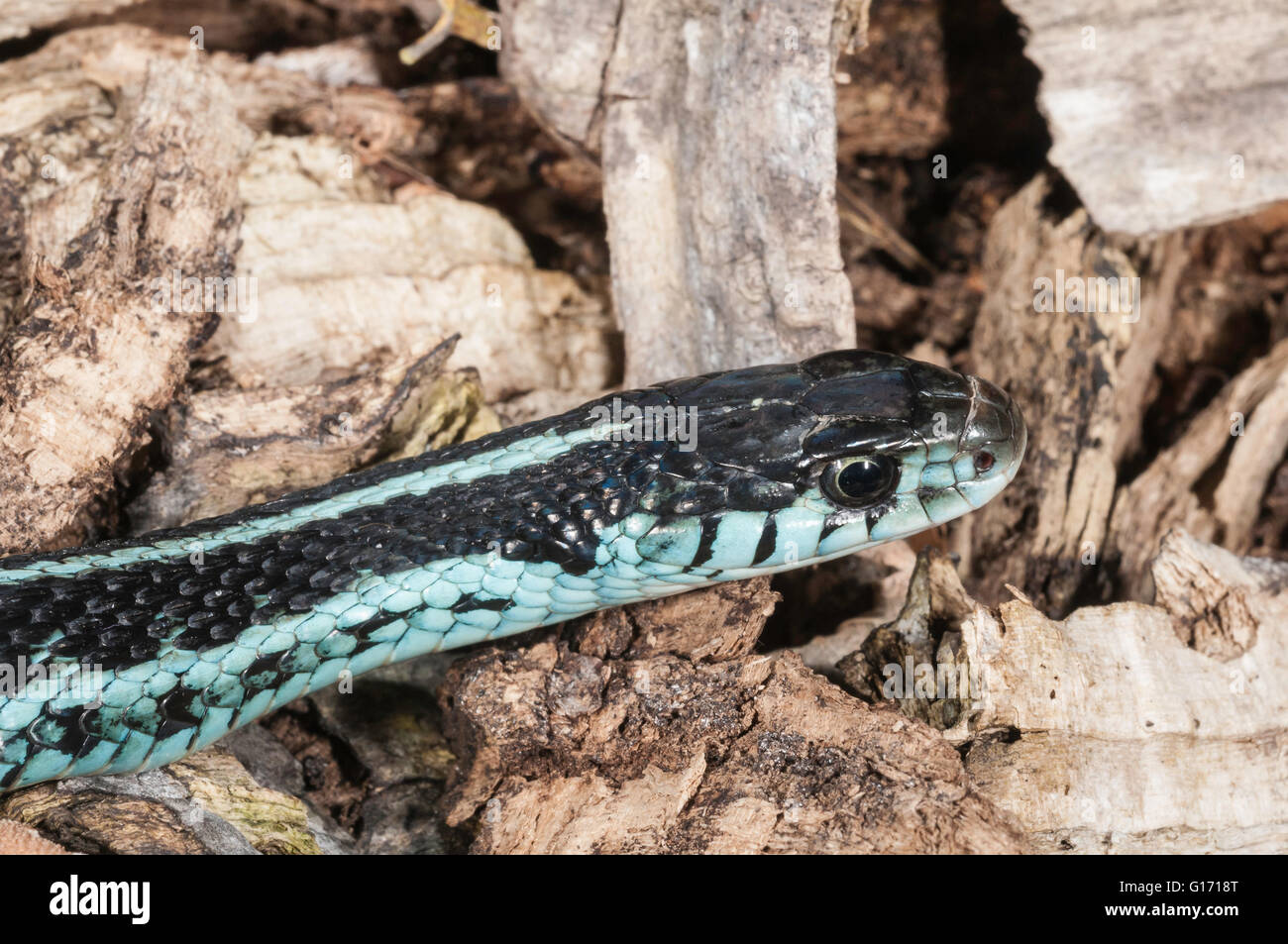Puget Sound garter snake, Thamnophis sirtalis pickeringii; native to NW ...