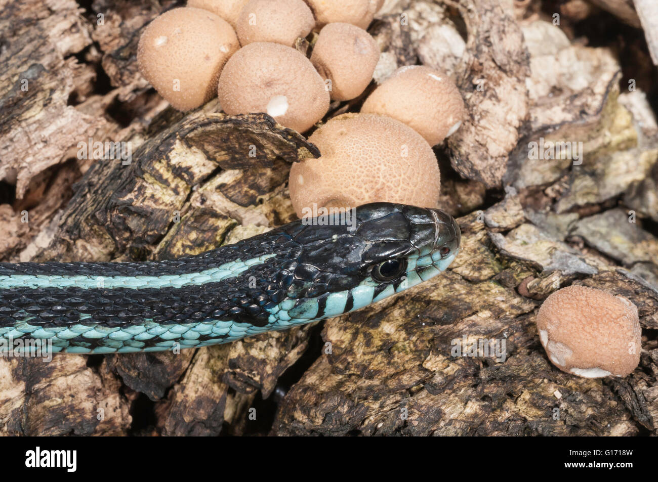 Puget Sound Garter Snake