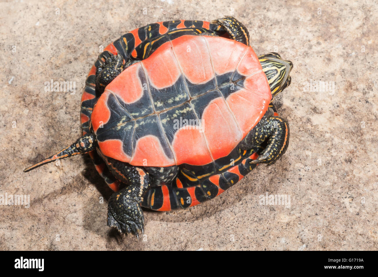 Western painted turtle, Chrysemys picta belli, native to southern ...