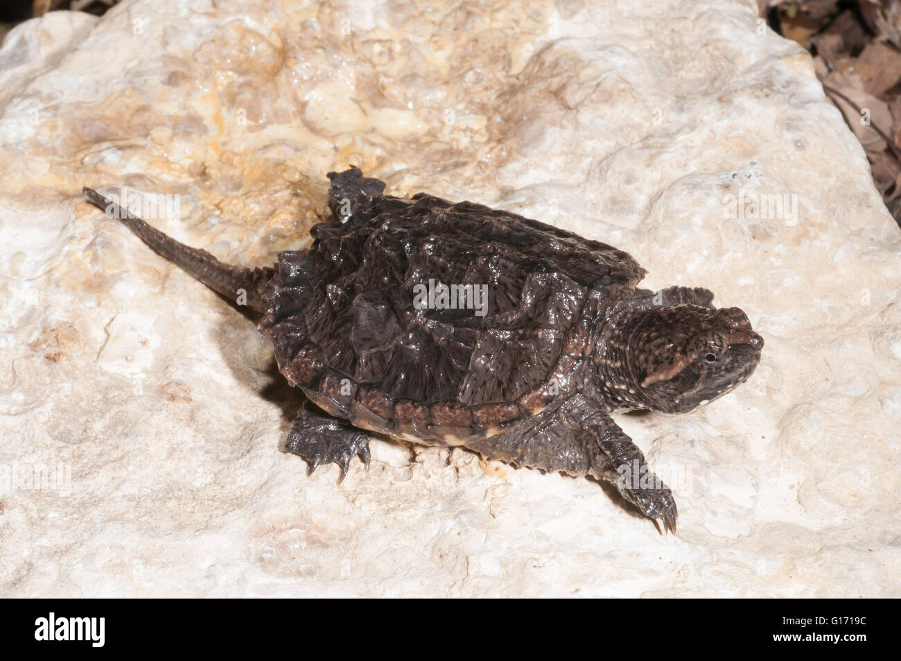 Common snapping turtle, Chelydra serpentina serpentina, three years old ...