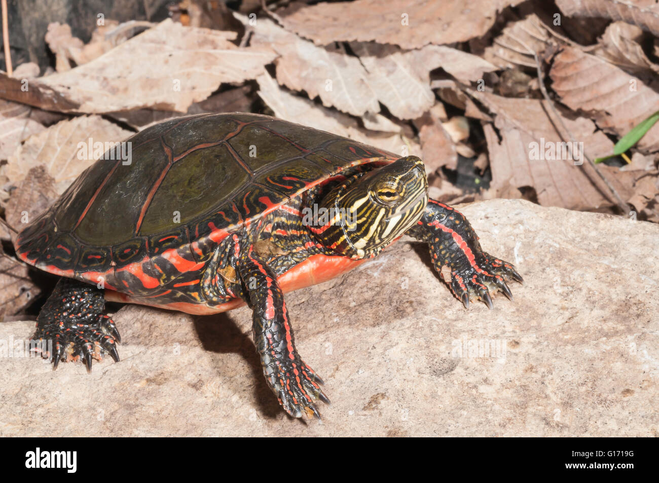 Midland painted turtle chrysemys picta hi-res stock photography and ...