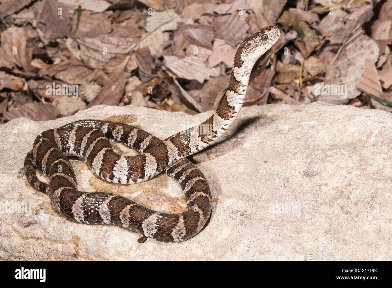 Northern water snake, Nerodia sipedon; native to North America Stock ...