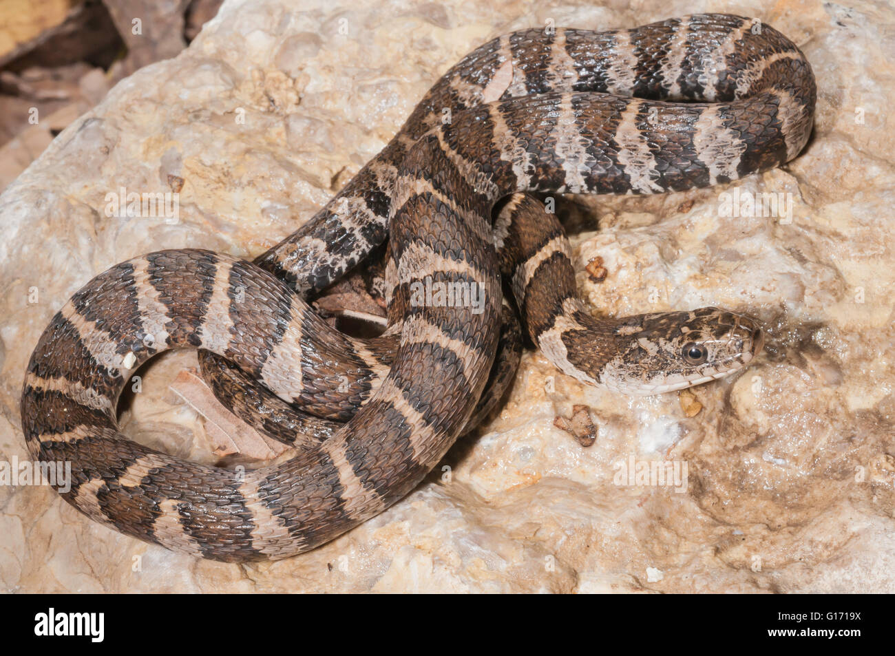 Northern water snake, Nerodia sipedon; native to North America Stock ...