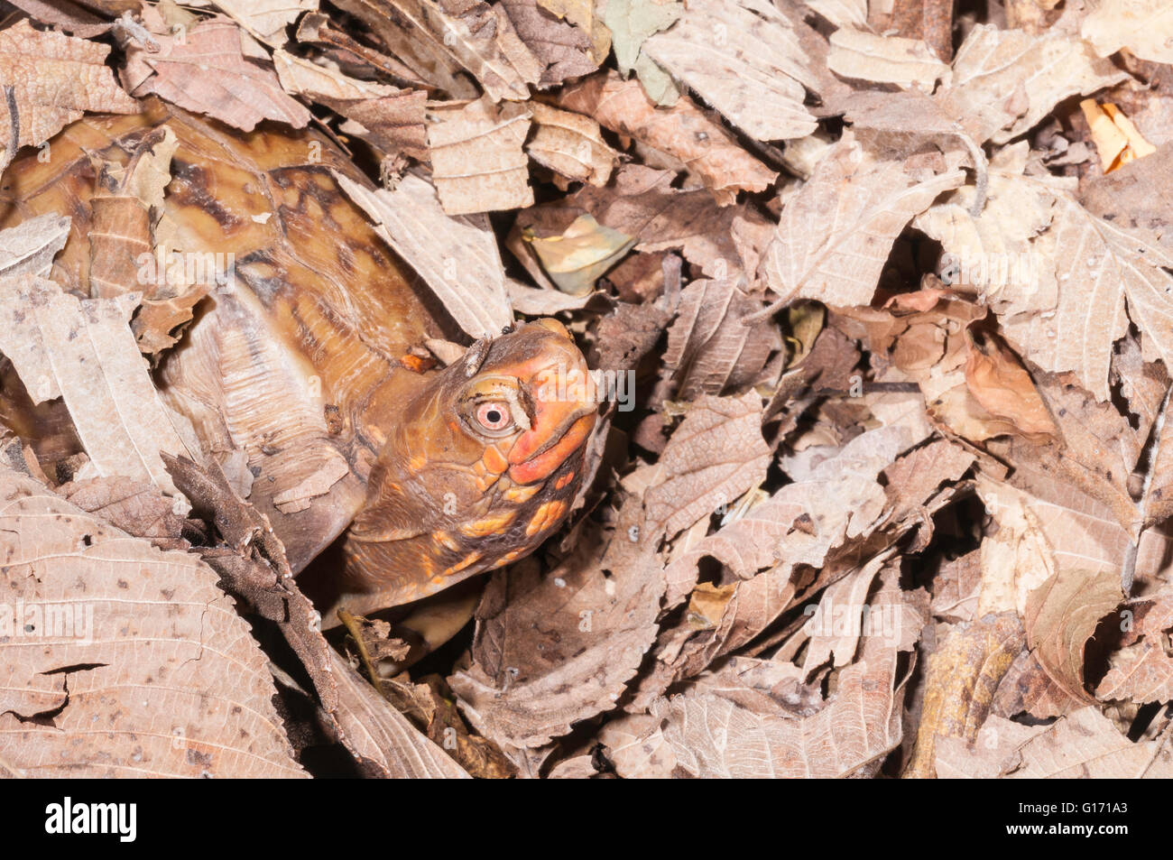 3-toed (three toed) box turtle, Terrapene carolina triunguis, native to ...