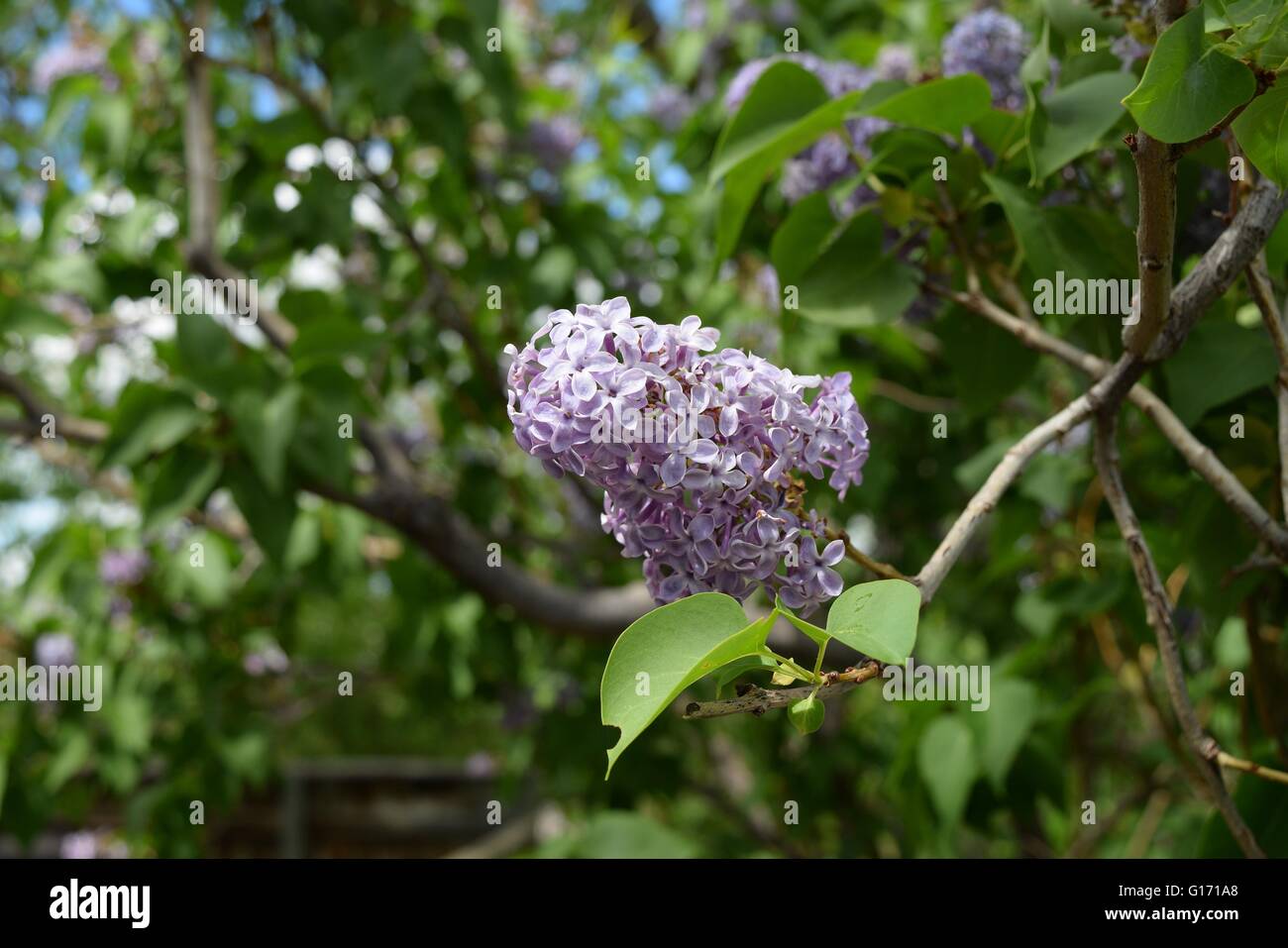 A blooming lilac bush Stock Photo - Alamy