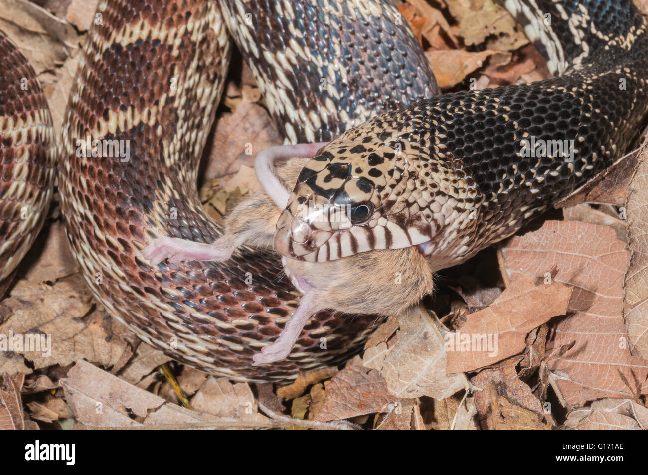 Bull Snake Eating Mouse