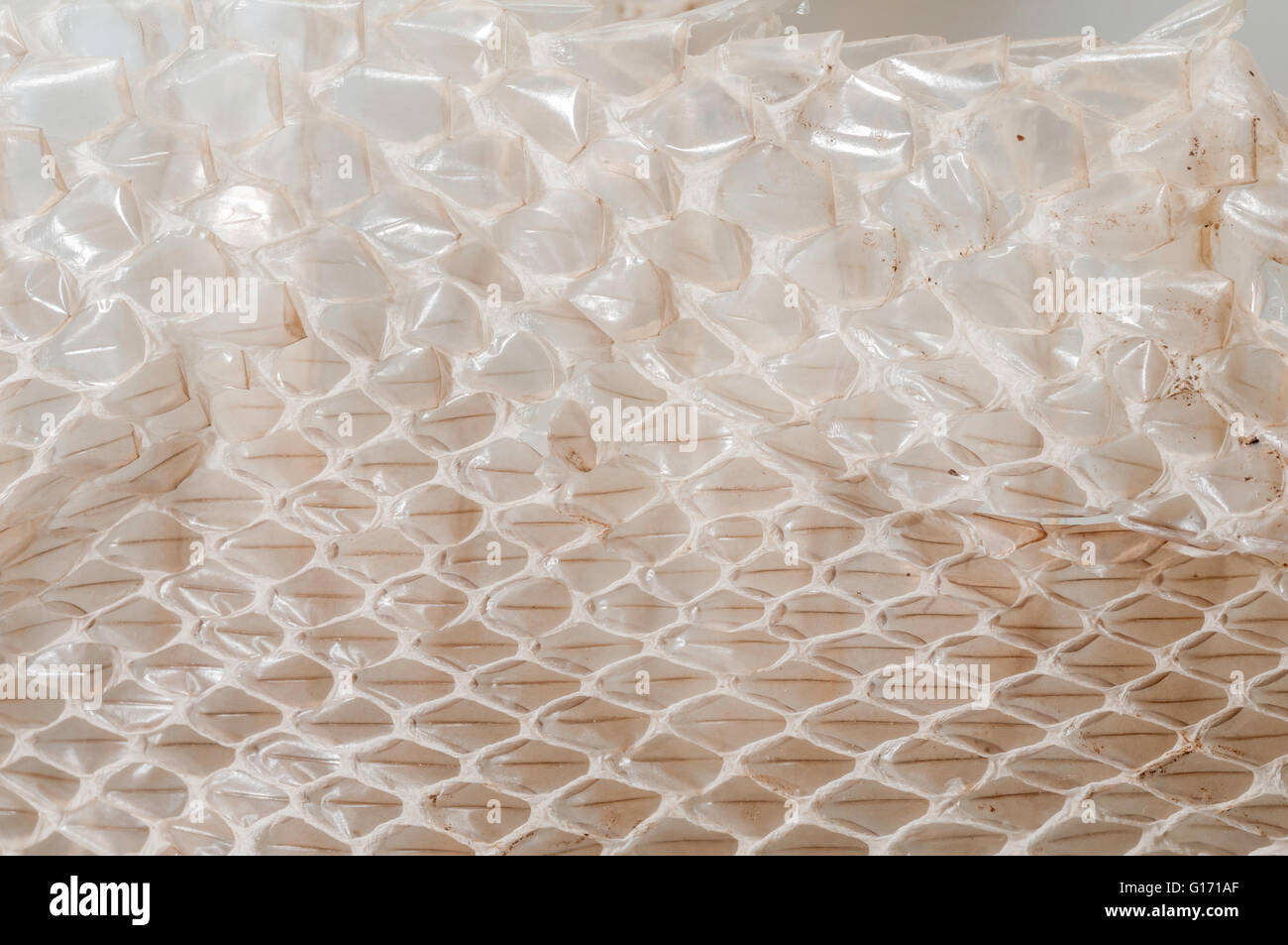 Bullsnake hi-res stock photography and images - Alamy