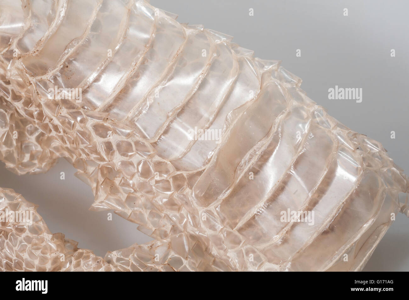 Bullsnake hi-res stock photography and images - Alamy