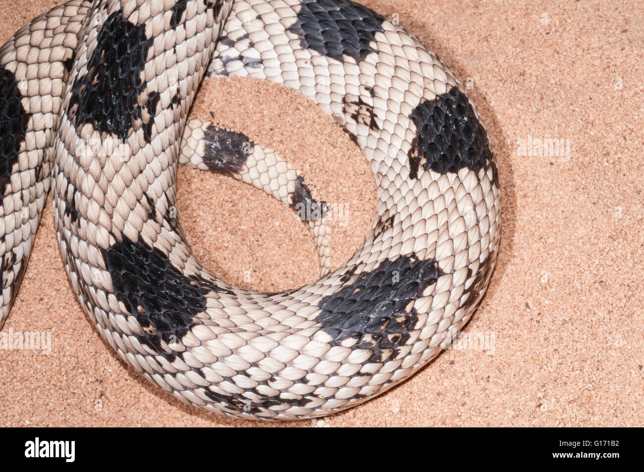 Pilot snake hi-res stock photography and images - Alamy