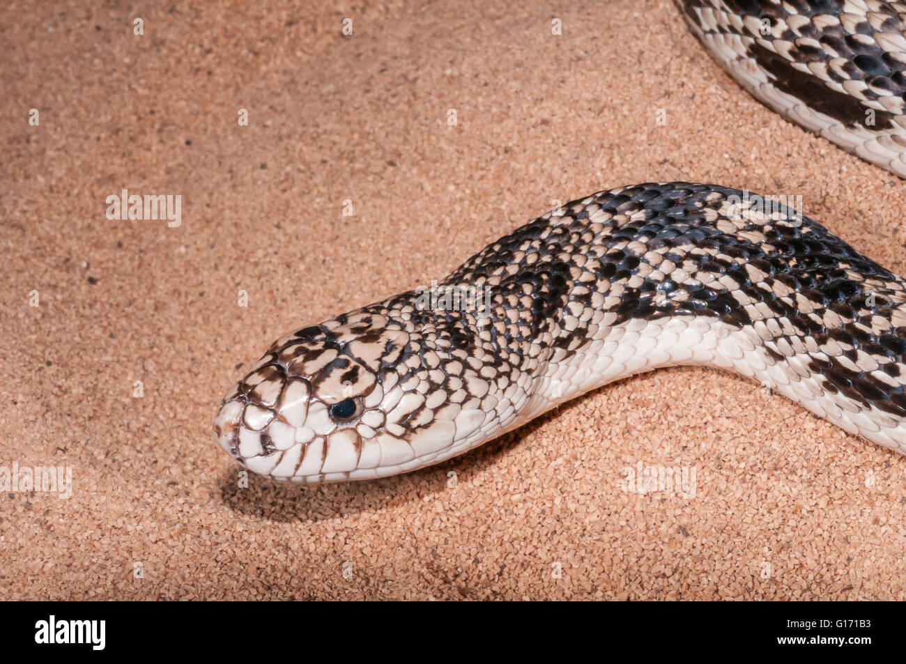 Northern pine snake, Pituophis melanoleucus melanoleucus, native to ...