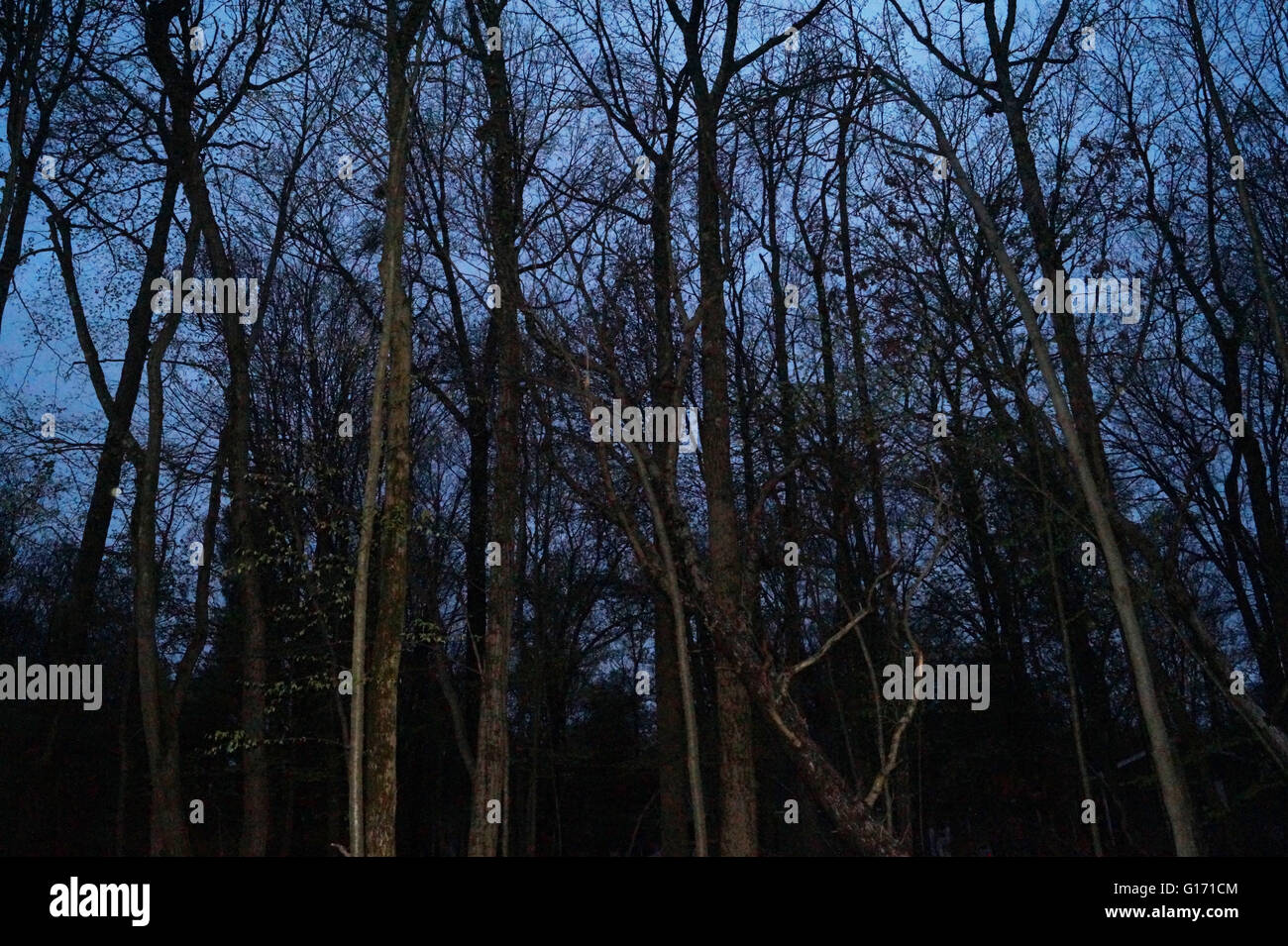 The woods at night Stock Photo - Alamy