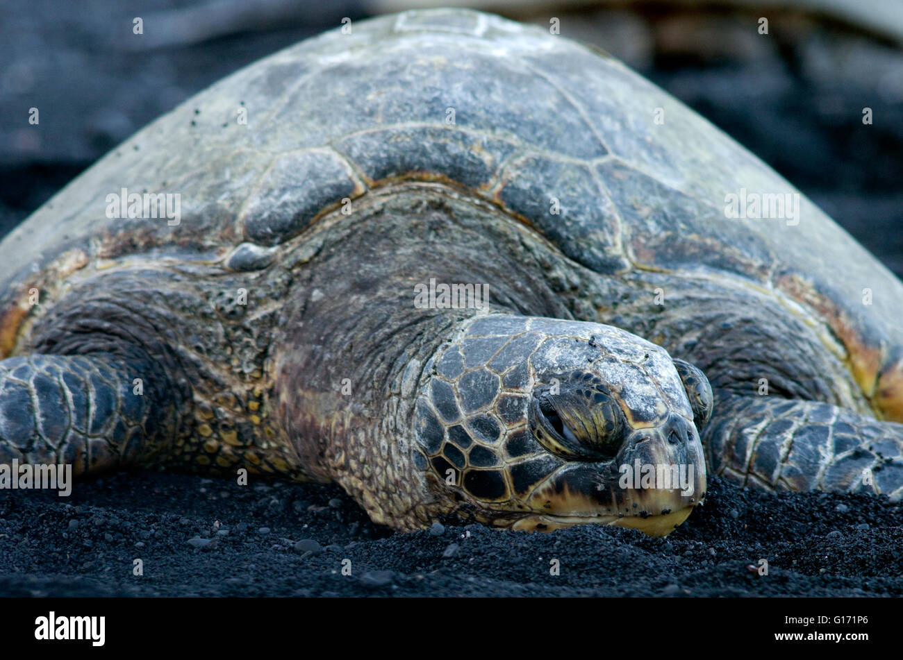 Honu. (Turtle in Hawaiian) Wild Turtle at Punalu'u Bay, also known as ...