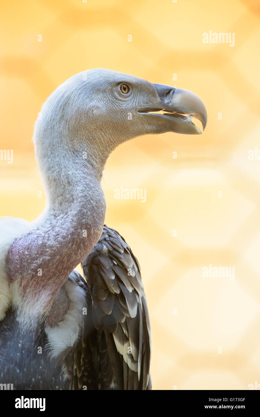 Grey vulture hi-res stock photography and images - Alamy