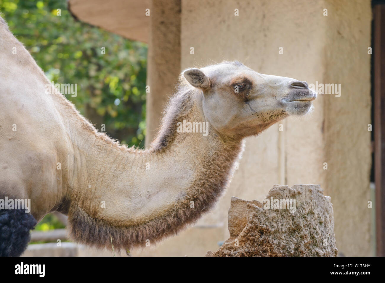 a nice camel eating and watching around Stock Photo - Alamy