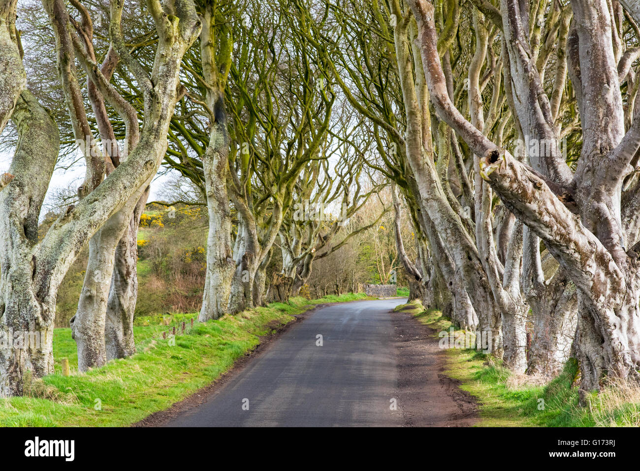 The Dark Hedges near Ballymoney, Co. Antrim, Northern Ireland ...